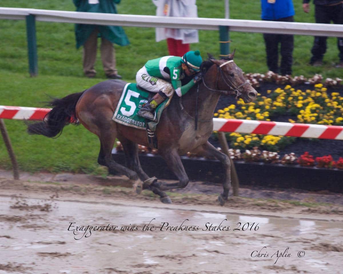 Exaggerator Enjoys Another Morning at Pimlico; Nyquist Improving