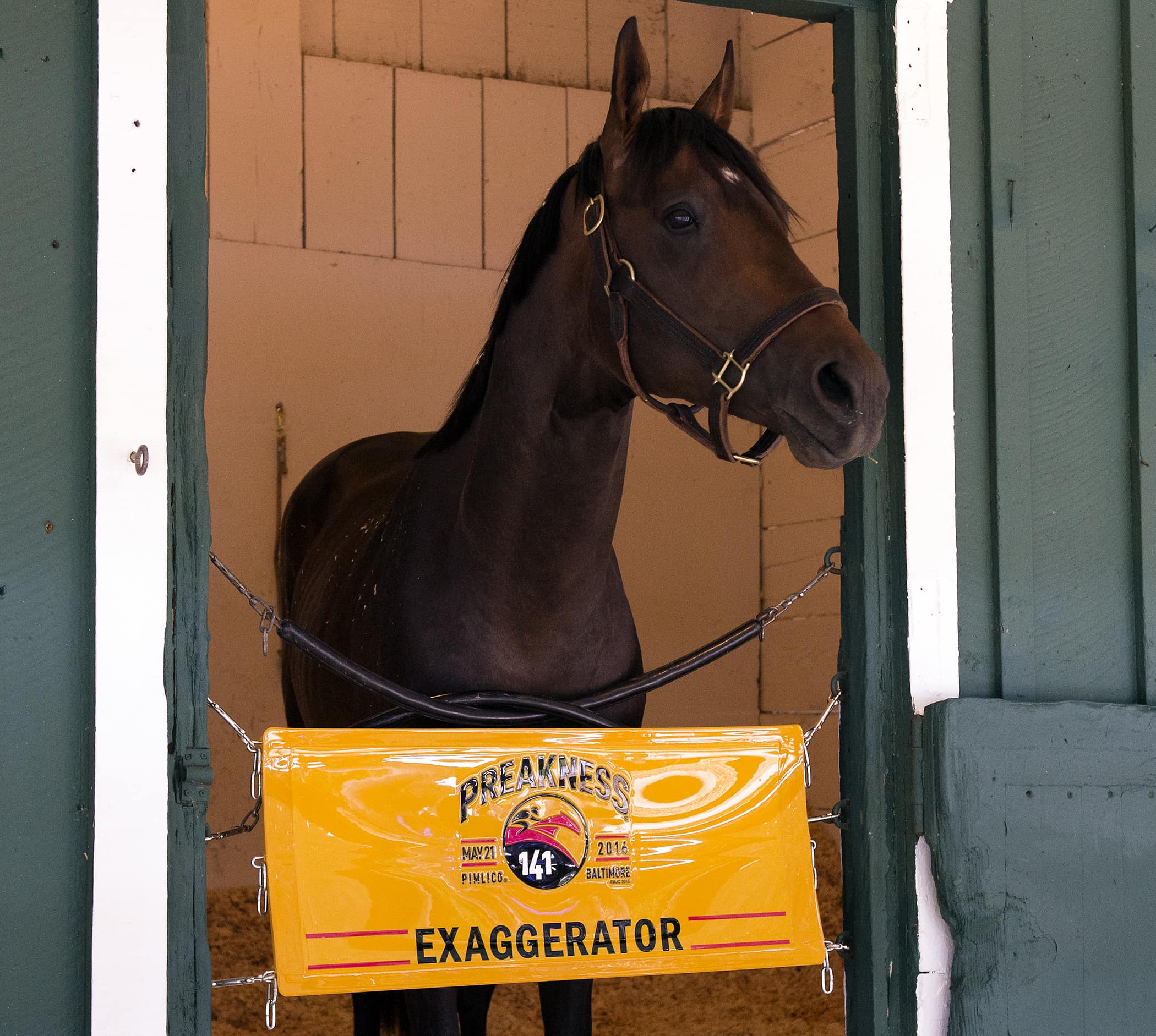 Kentucky Derby Runner-Up Exaggerator Arrives at Pimlico for Preakness