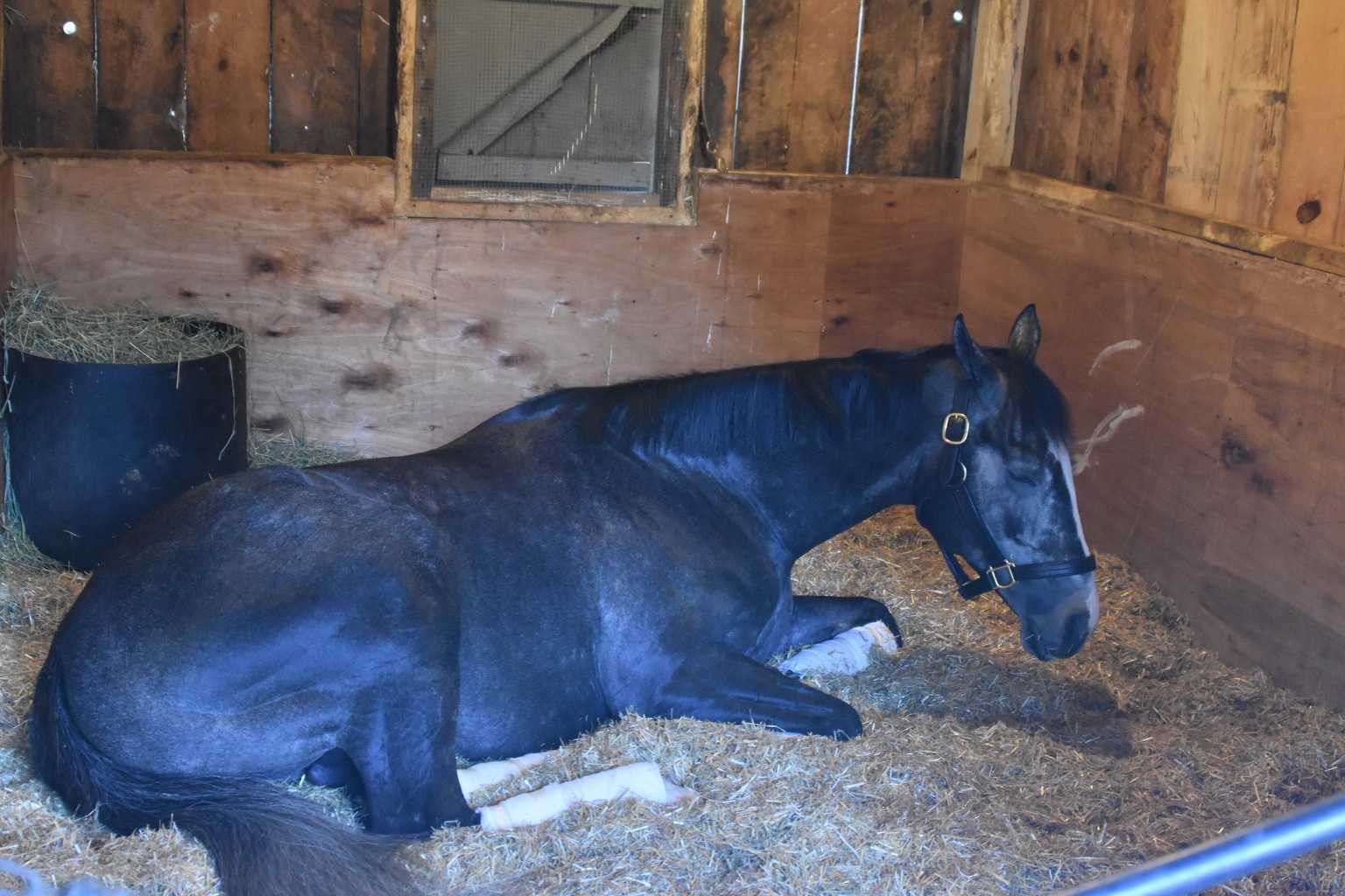 All You Need to Know About Horse Racing Naps