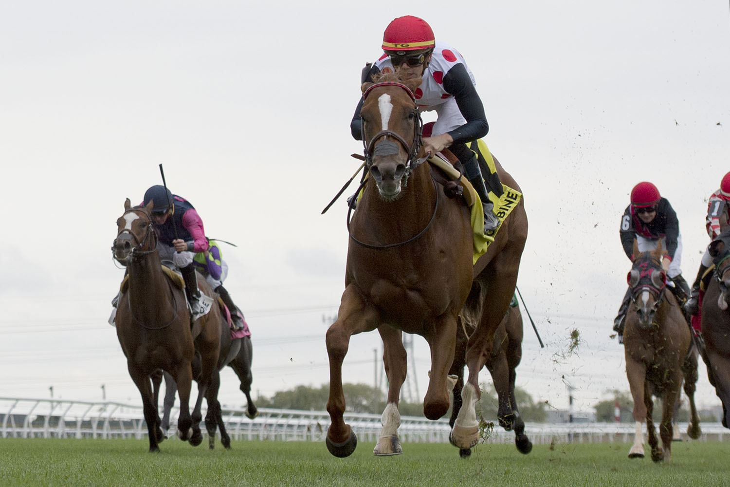 Old Chestnut Airs Out in Ontario Racing