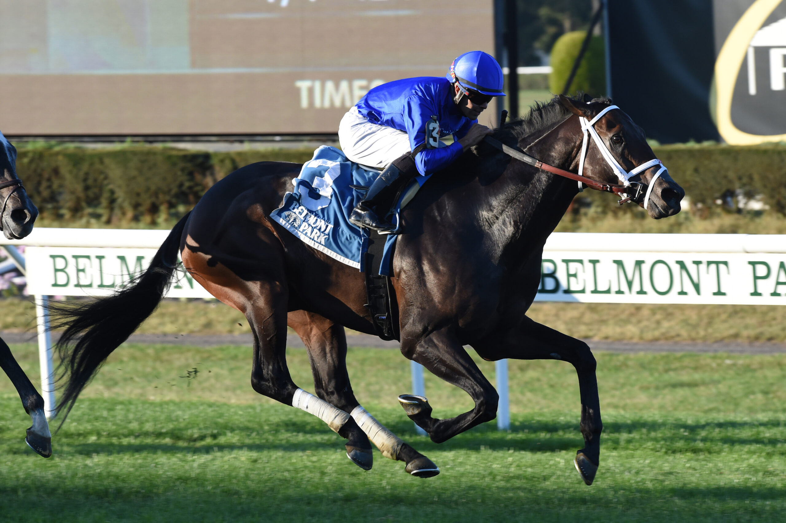 Lucullan rallies late to win first career graded stakes in Knickerbocker