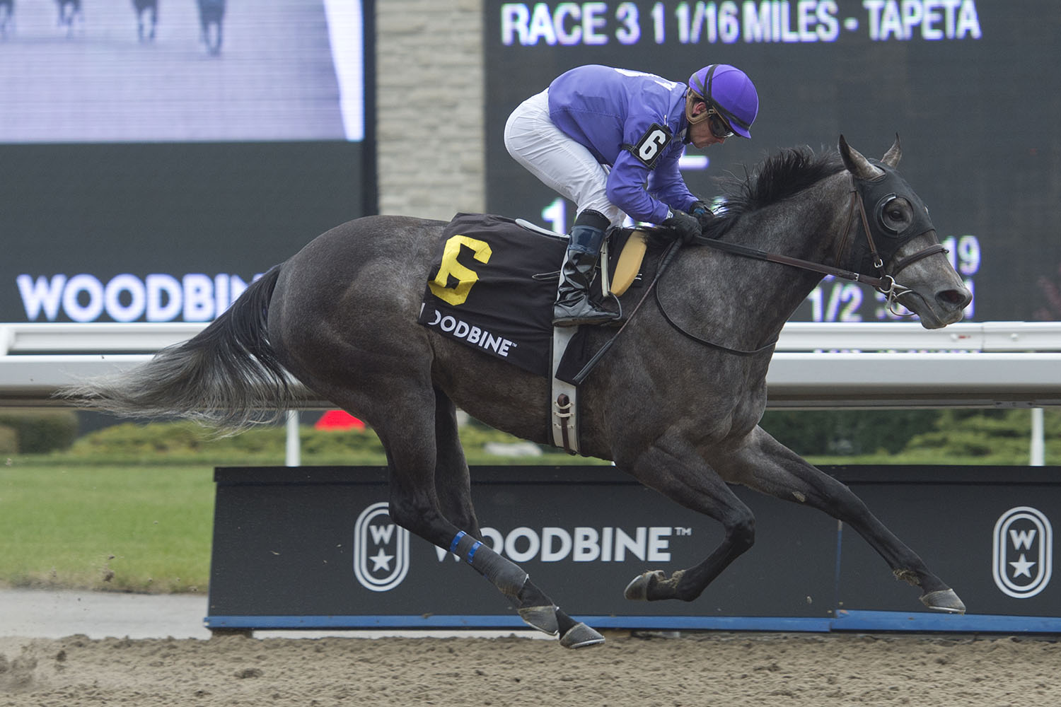 Stein sweeps Woodbine’s weekend stakes - Racing Dudes