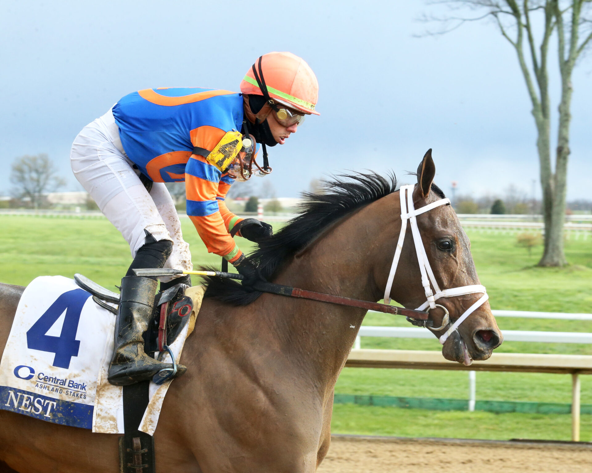 Who Is CHAMPION At 3? Picking Breeders' Cup 2022 Winners From 3-Year ...