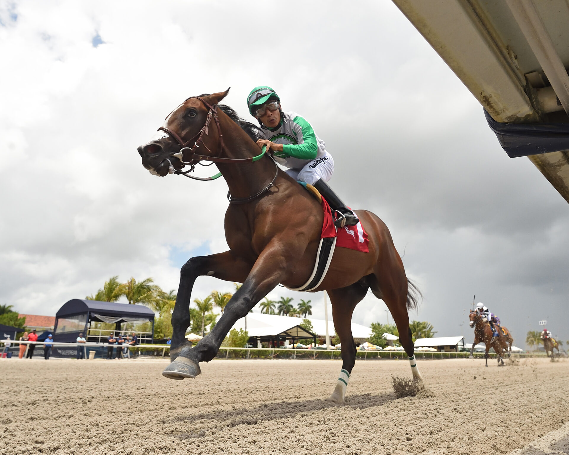 2023 Royal Palm Juvenile Stakes Preview & FREE Picks | Reaper Leads ...