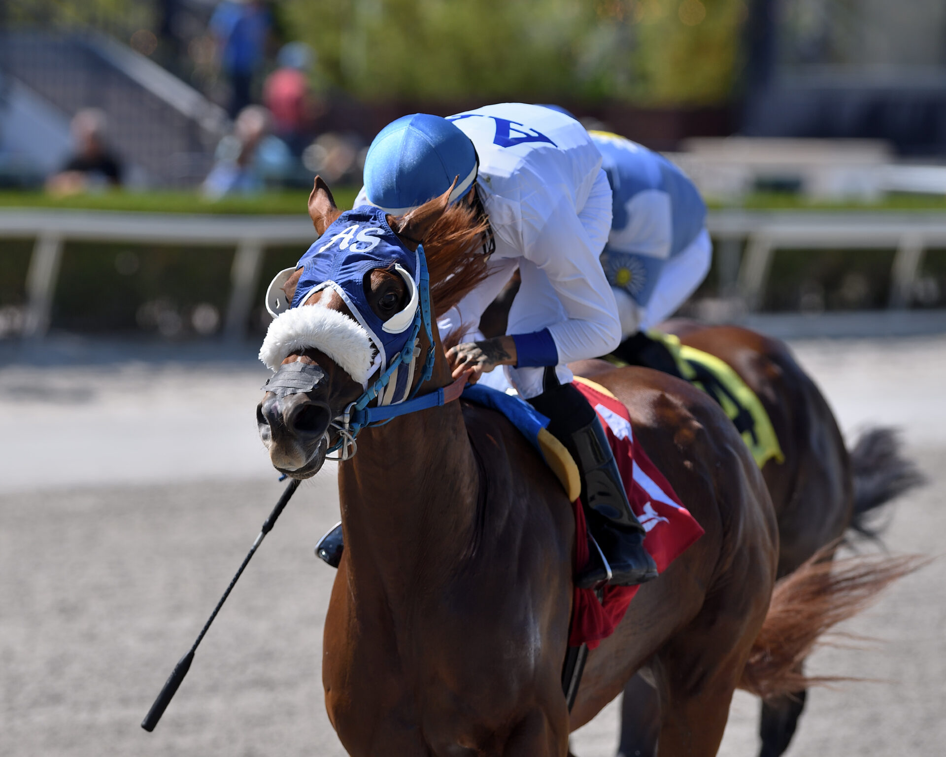 Pegasus World Cup News | Il Miracolo Chasing Sire's Legacy