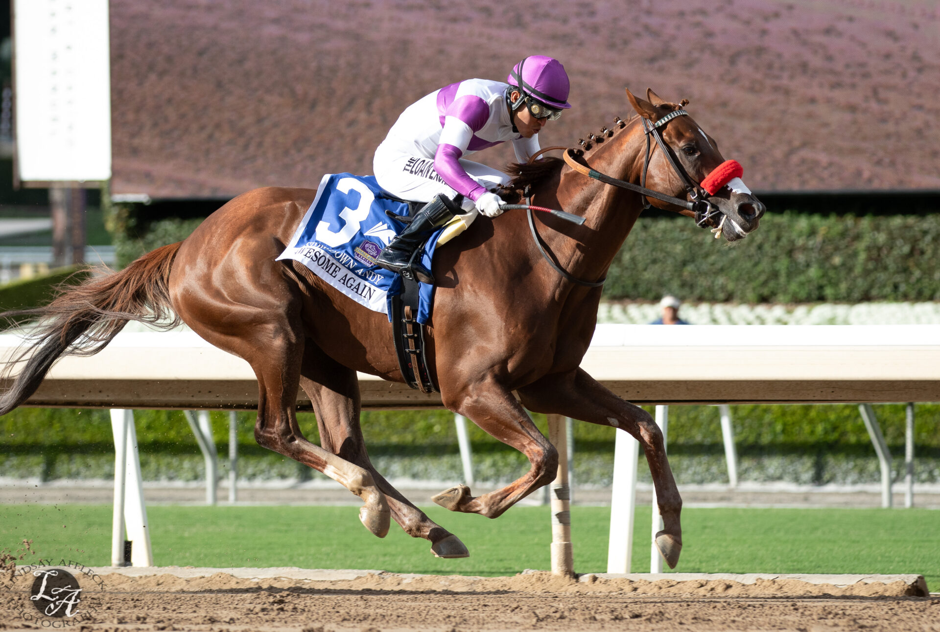 Awesome Pictures Of Horses