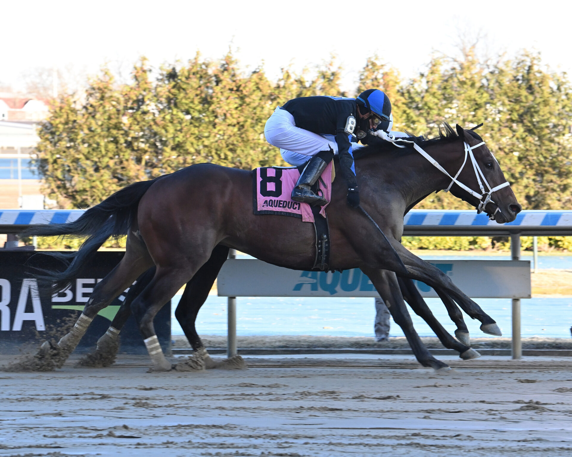 Preakness Stakes News | Uncle Heavy Gets Positive Report