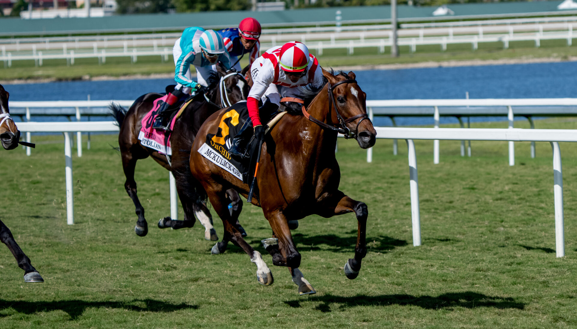 Gulfstream Park FREE Win Picks and Star Plays | March 2, 2025 - Racing ...