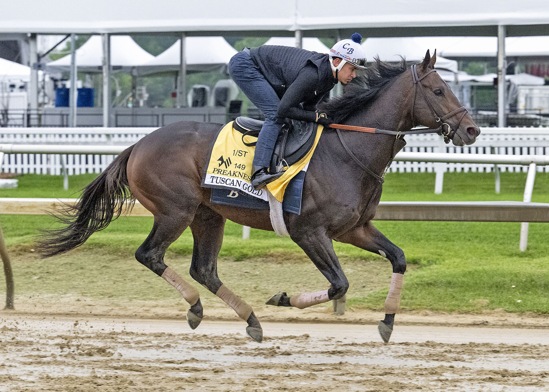 Preakness Stakes News | Tuscan Gold Gets 1st Look At Track