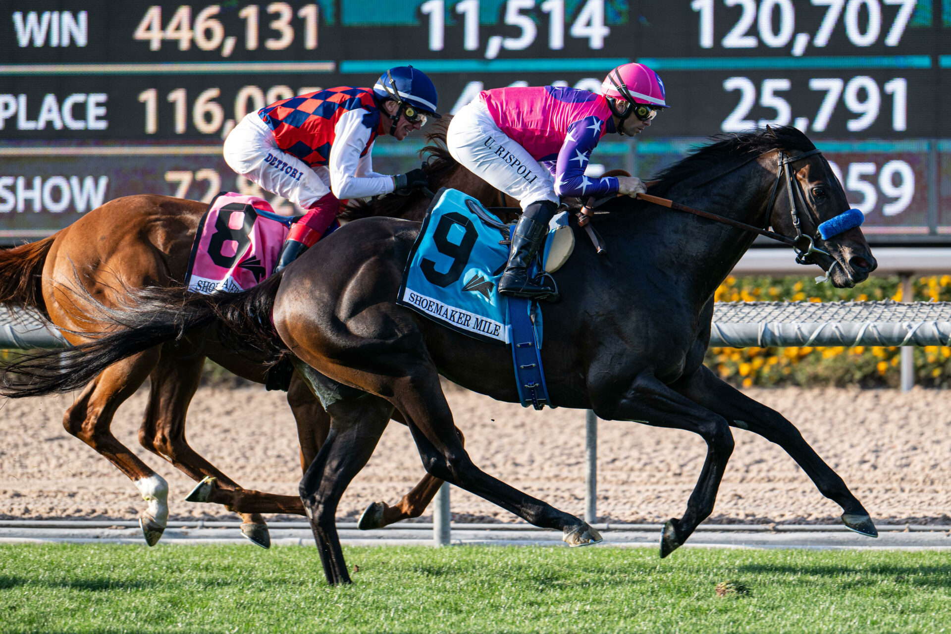 Del Mar Picks | Eddie Read Stakes 2024