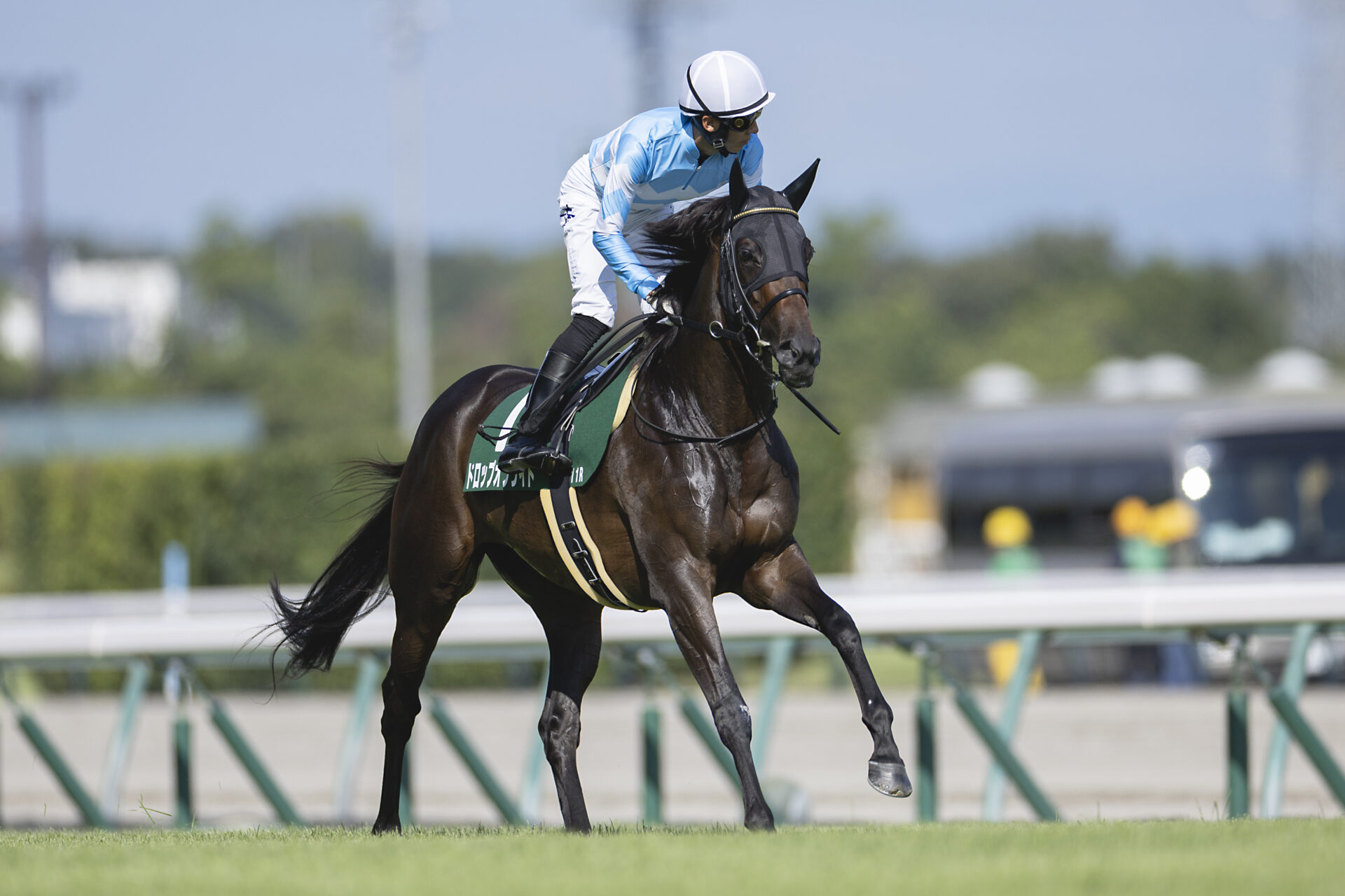 Which Horses Stand the Best Chance ofDelivering Willie Mullins a Famous ...