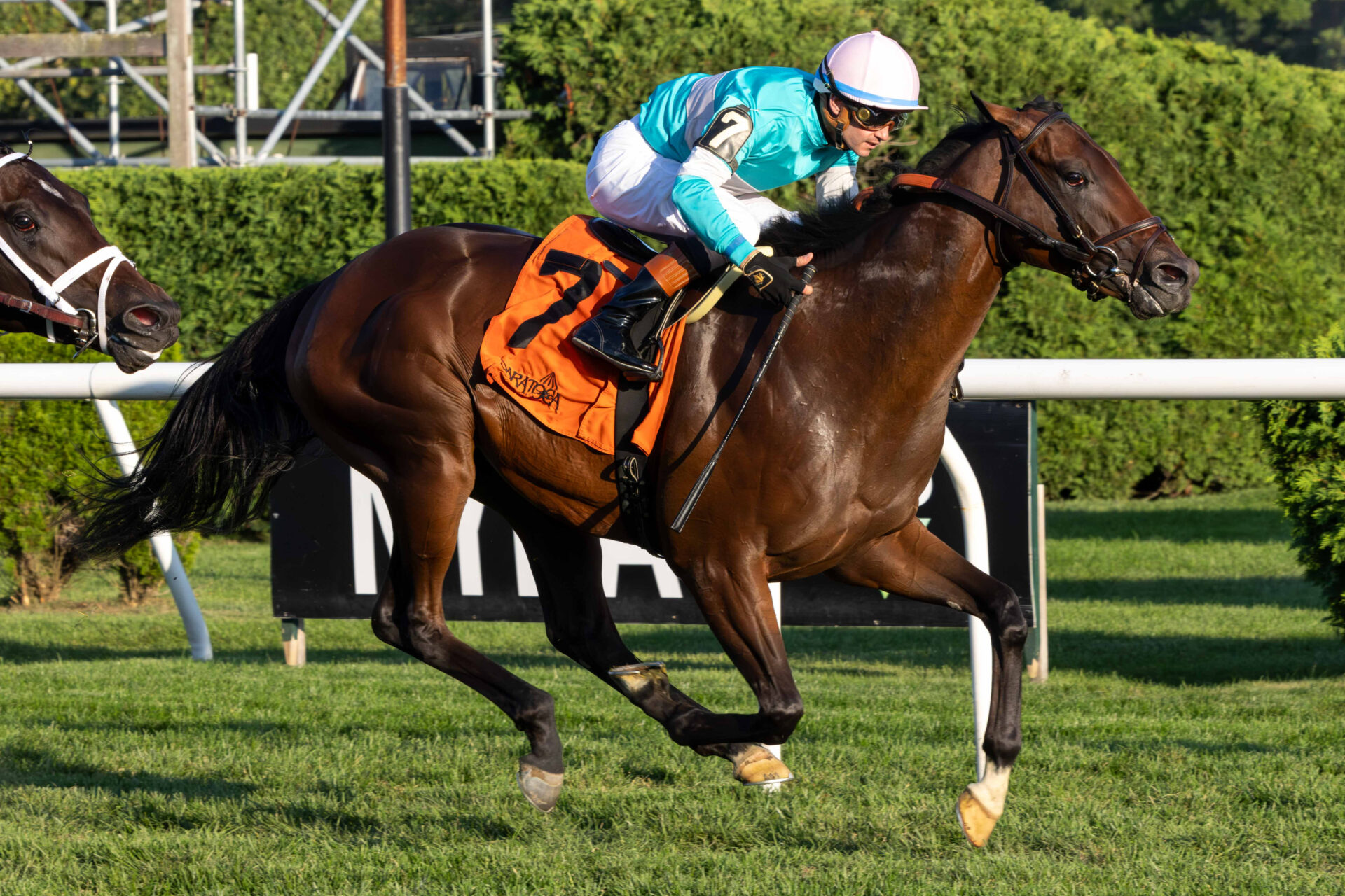 Tampa Bay Downs FREE Win Picks and Star Plays | March 8, 2025 - Racing ...